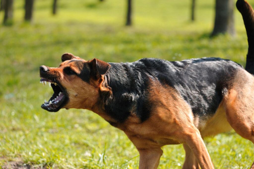 Indianapolis Dog Bite Lawyers | Pintas & Mullins Law Firm
